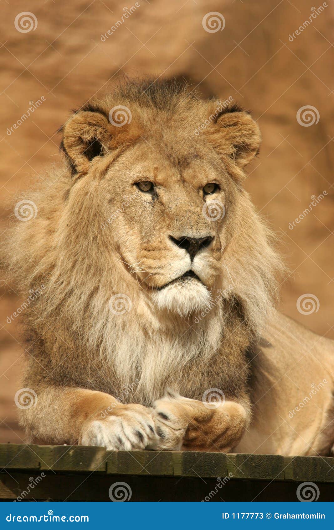 Lion posing stock image. Image of ferocious, snarling - 1177773