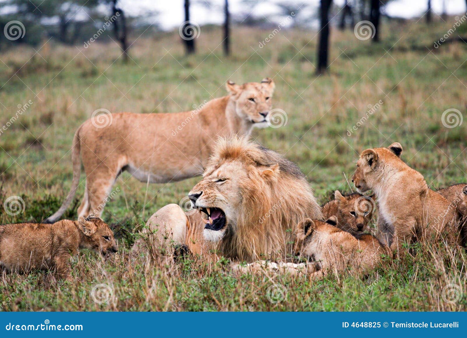 Lion pride stock image. Image of safari, reserve, nature - 4648825