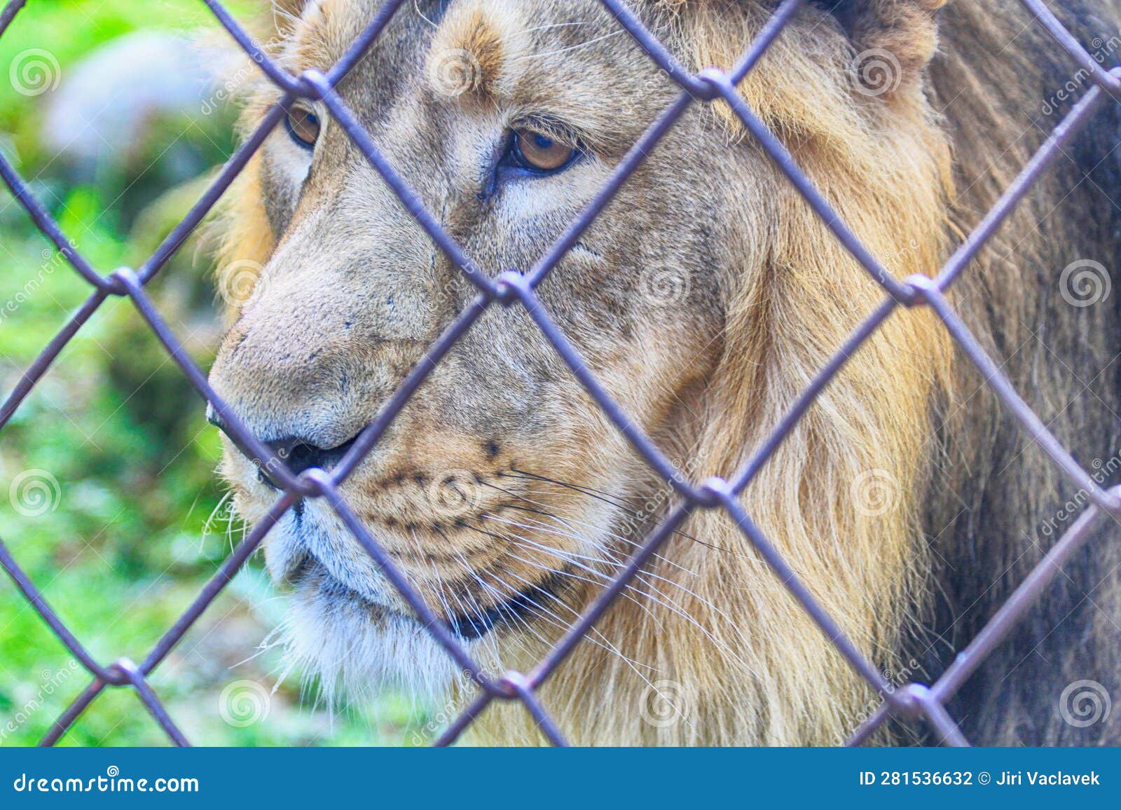 Lion in the prison stock photo. Image of natural, majestic - 281536632
