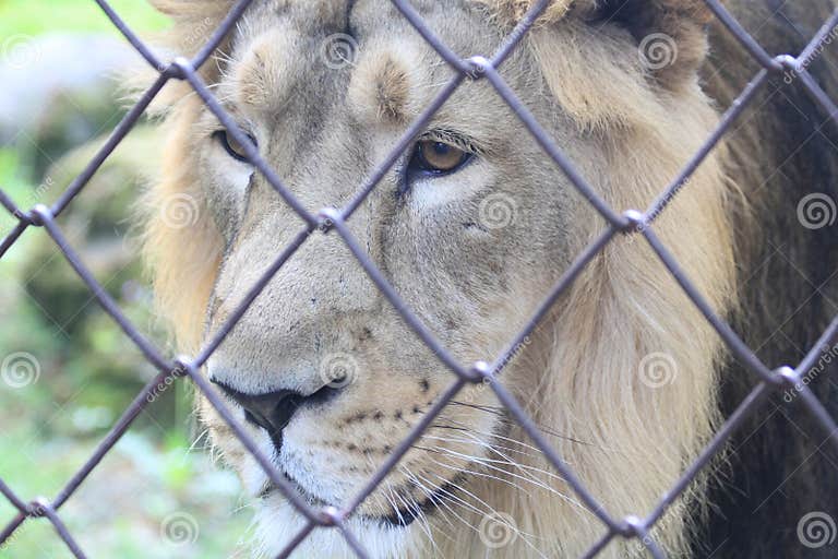 Lion in the prison stock image. Image of king, nature - 281637215
