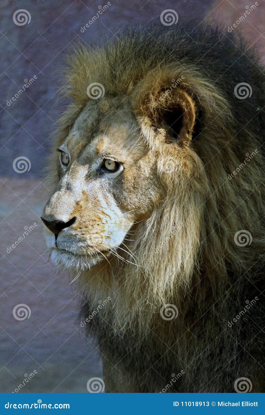 Lion Profile stock image. Image of masculine, africa - 11018913