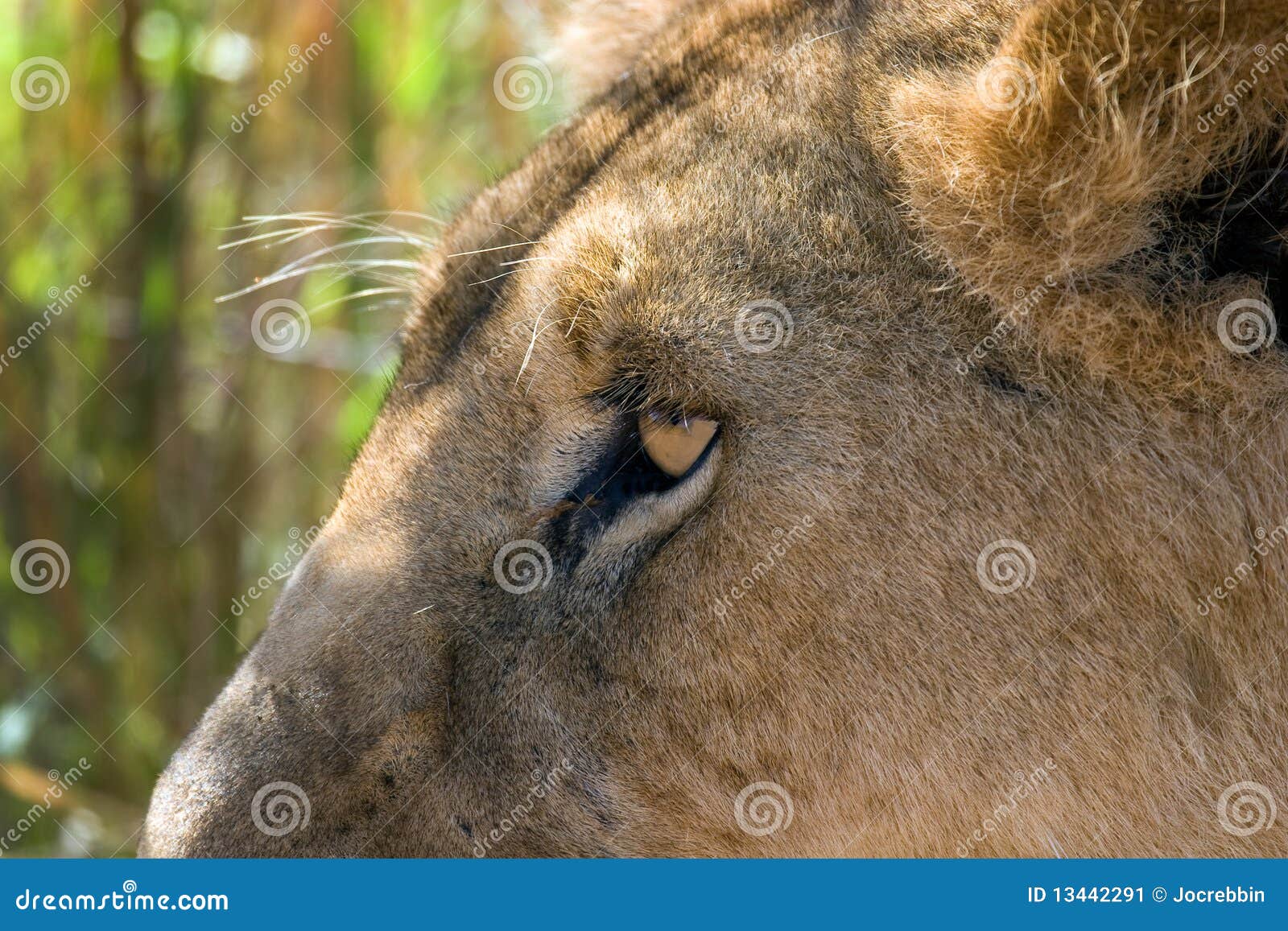 Lion profile stock image. Image of travel, eyes, feline - 13442291