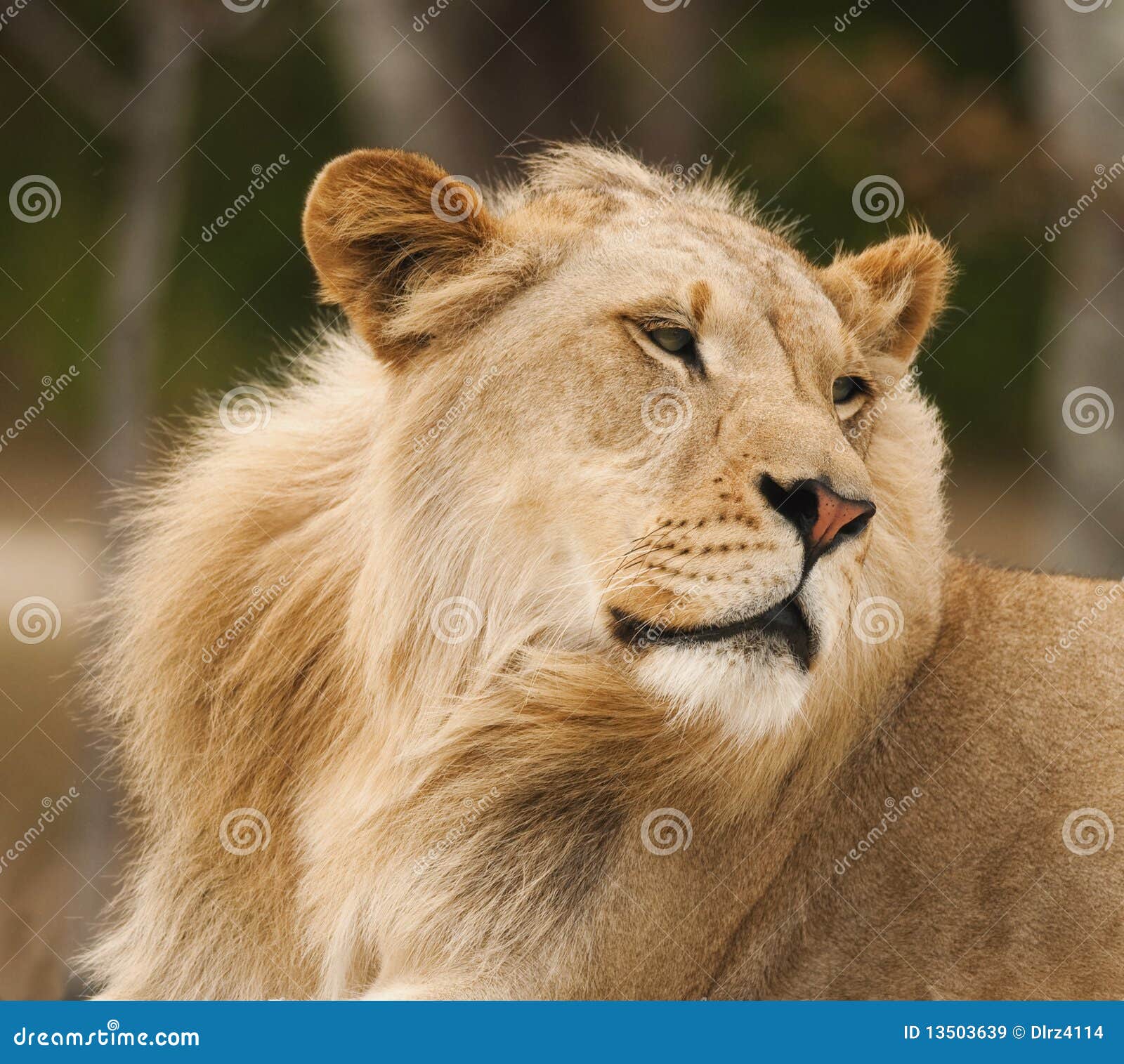 Lion Profile stock image. Image of natural, carnivore - 13503639