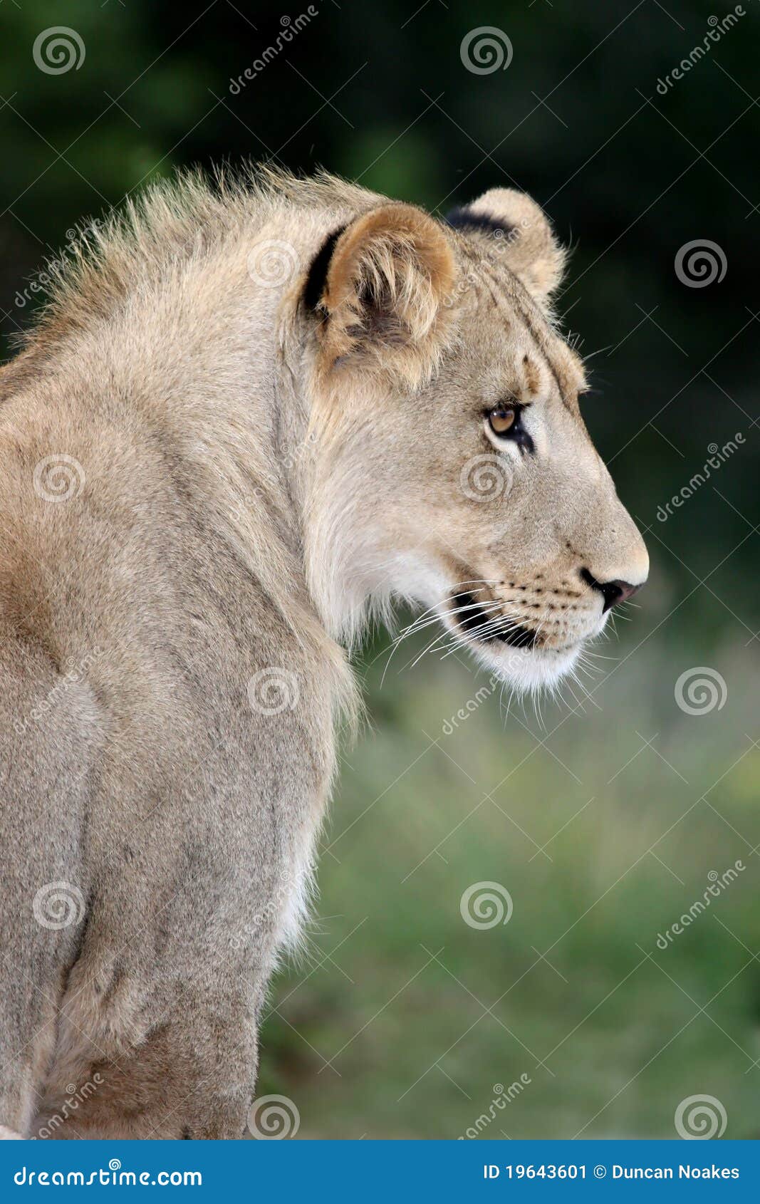 Lion Profile stock image. Image of south, carnivore, mammal - 19643601