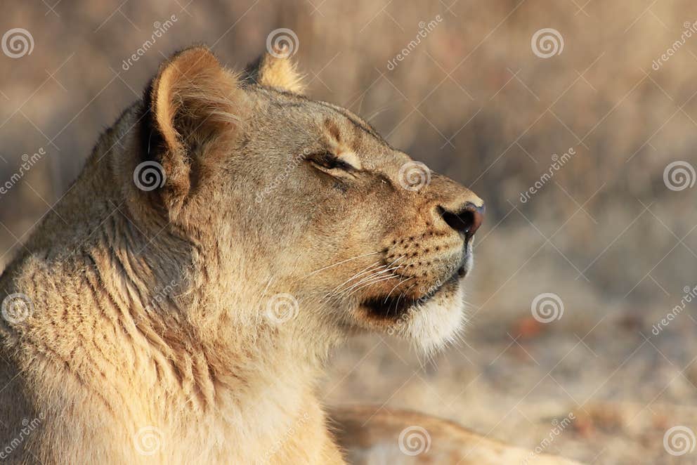 Lion profile stock photo. Image of profile, proud, rest - 21375746