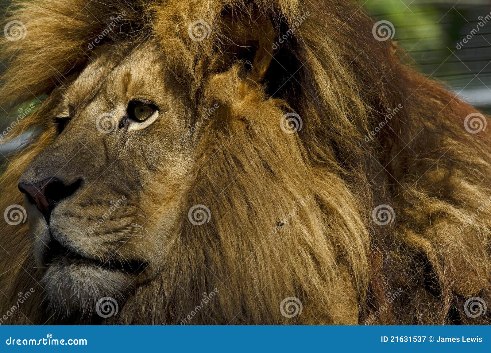 Lion Profile stock image. Image of panthera, african - 21631537