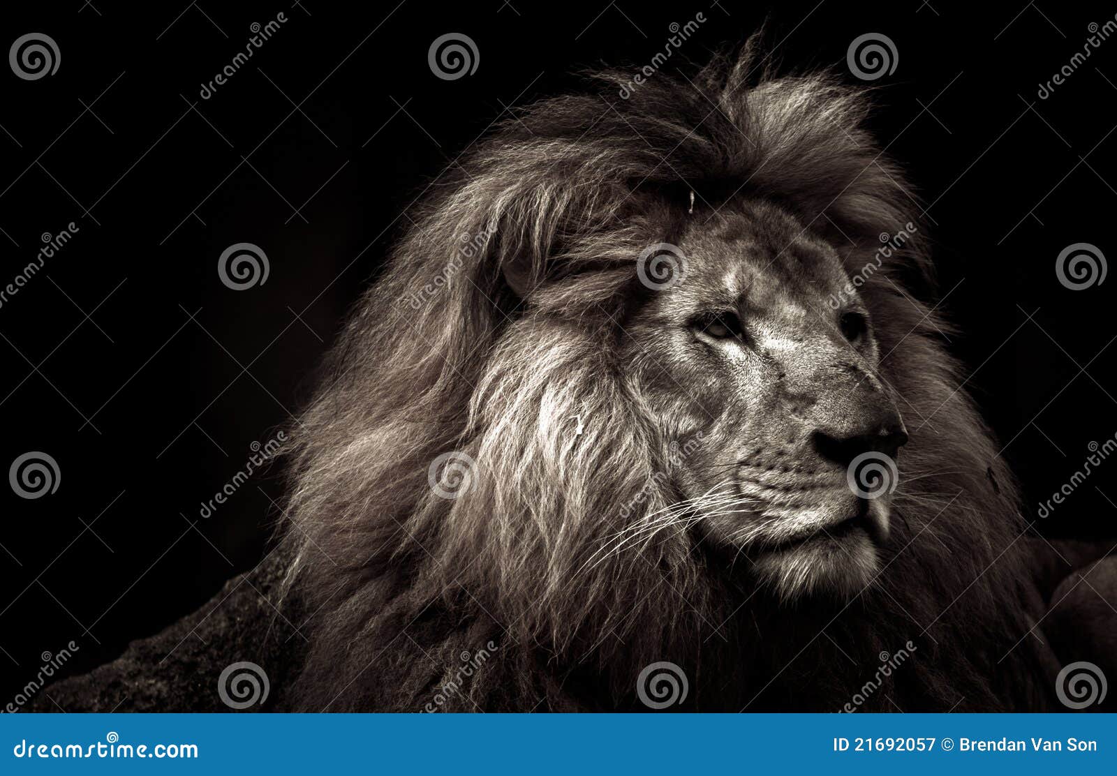 Lion Profile stock image. Image of male, staring, mammal - 21692057