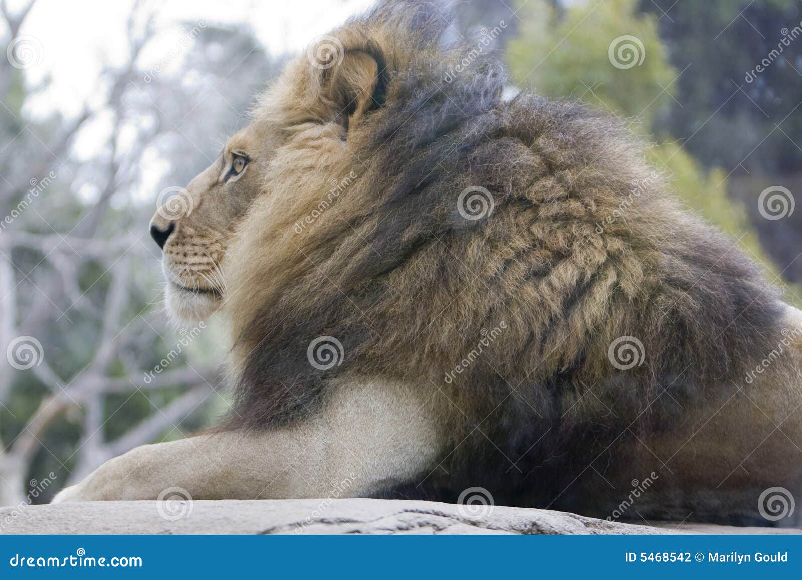 Lion Profile Picture. Image: 5468542
