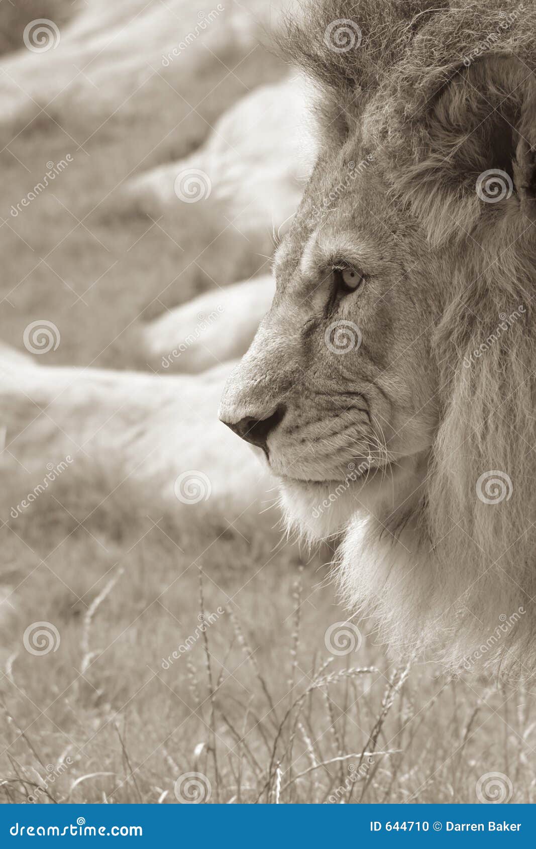 Lion in Profile stock photo. Image of hunter, ears, hunted - 644710