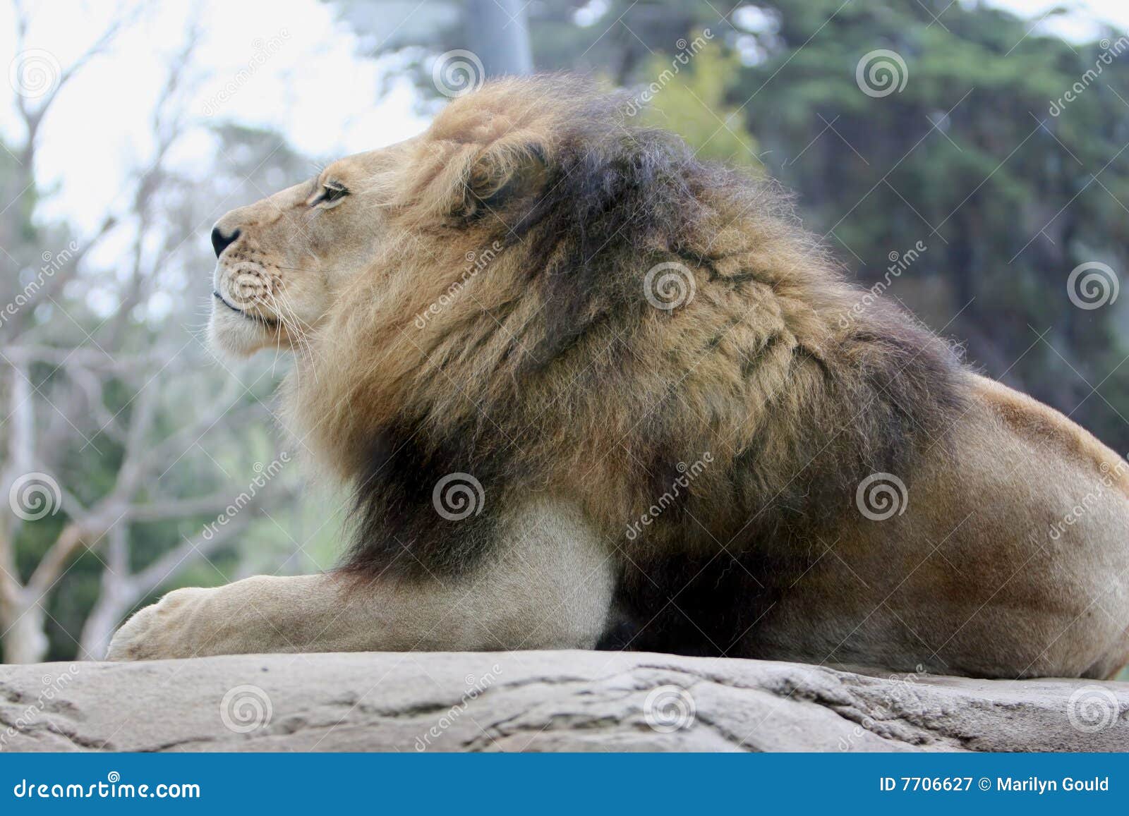 Lion Profile Picture. Image: 7706627