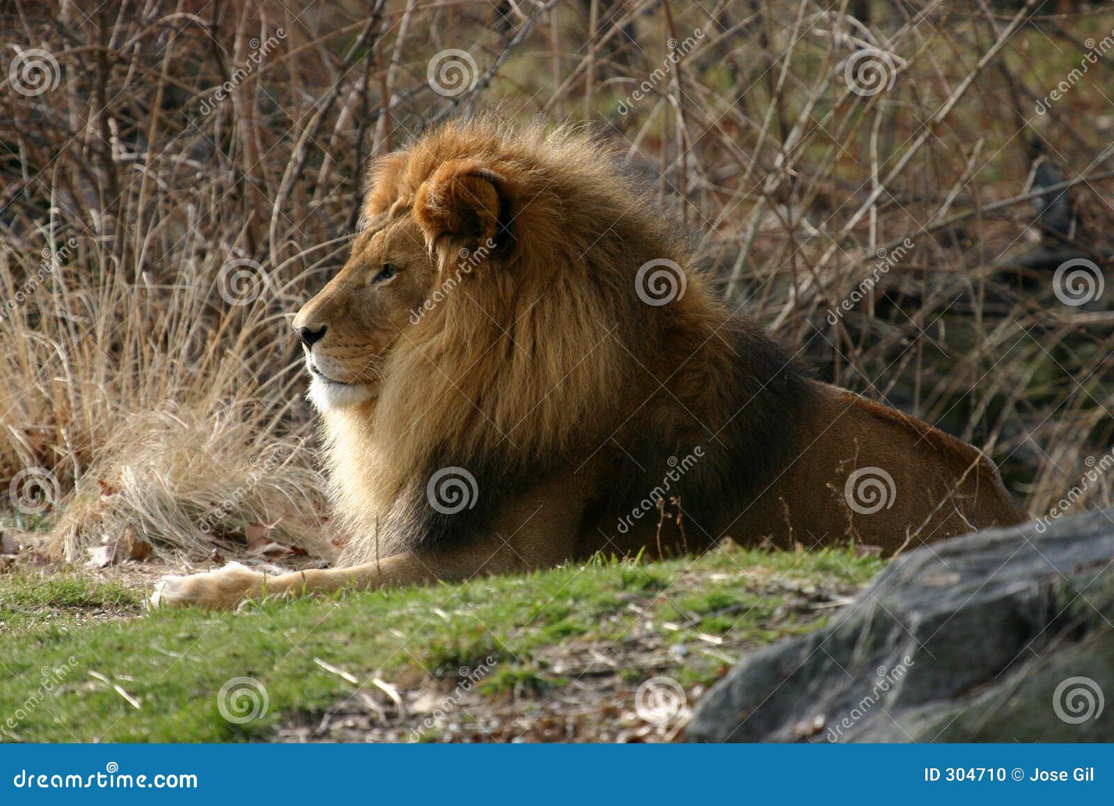 Lion Profile with Mane stock photo. Image of predator, hair - 304710