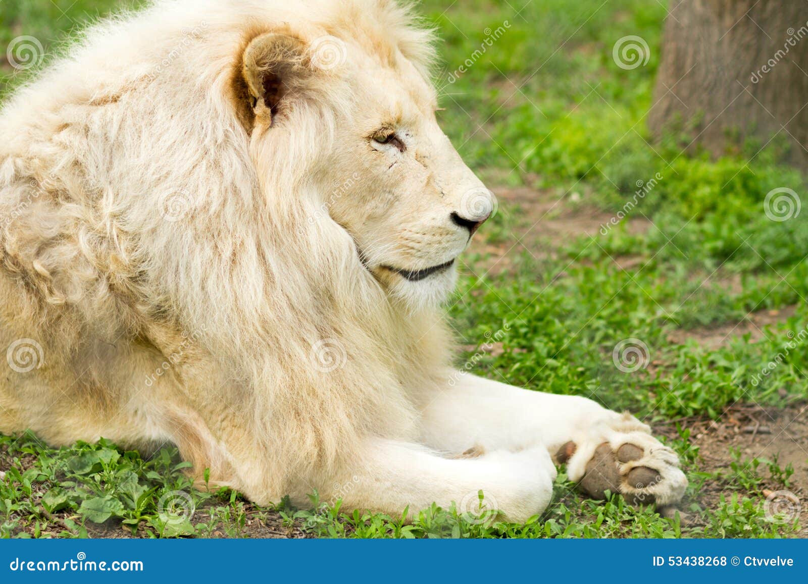 Lion profile portrait stock photo. Image of furry, mammal - 53438268