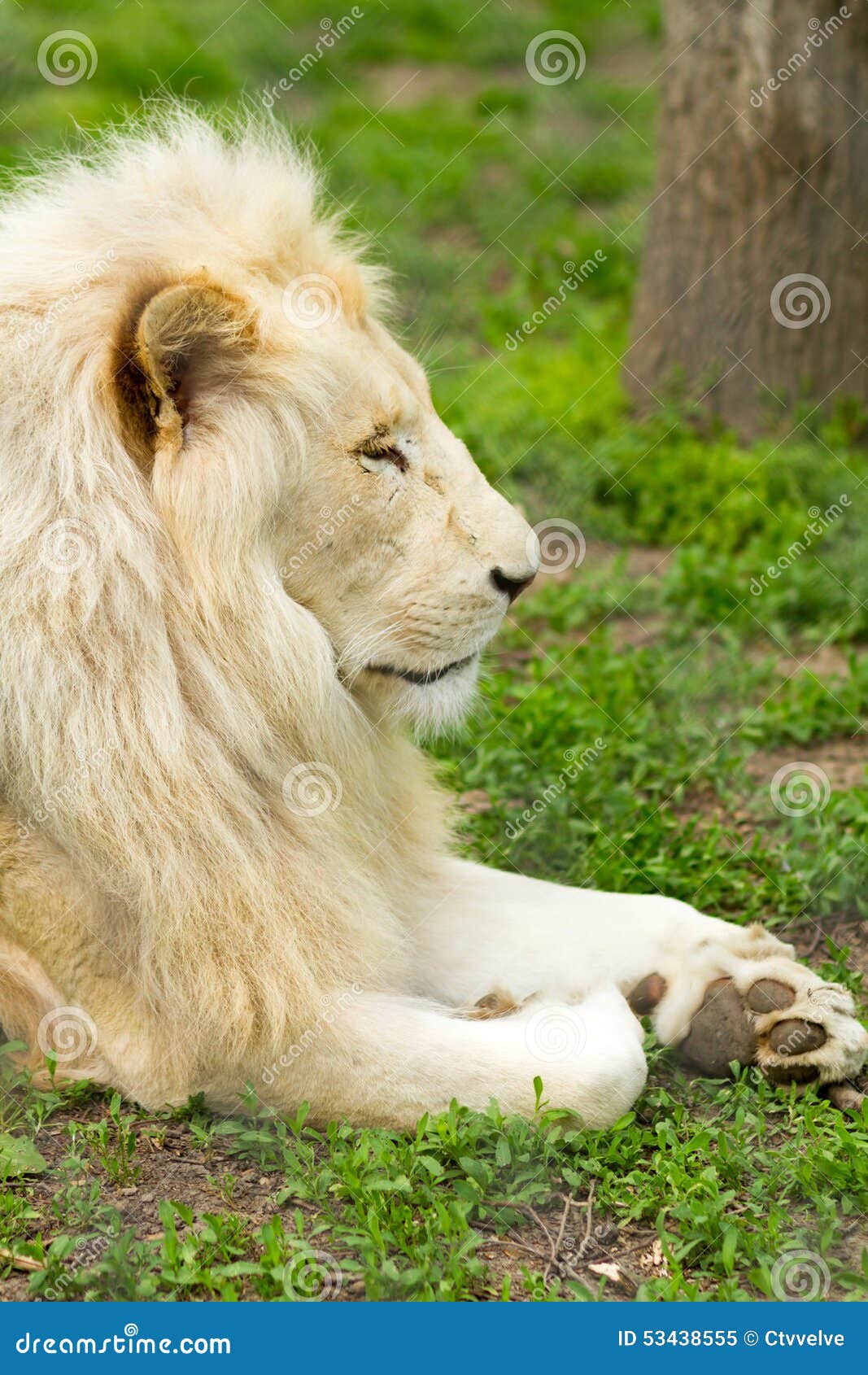 Lion profile portrait stock image. Image of furry, dangerous - 53438555