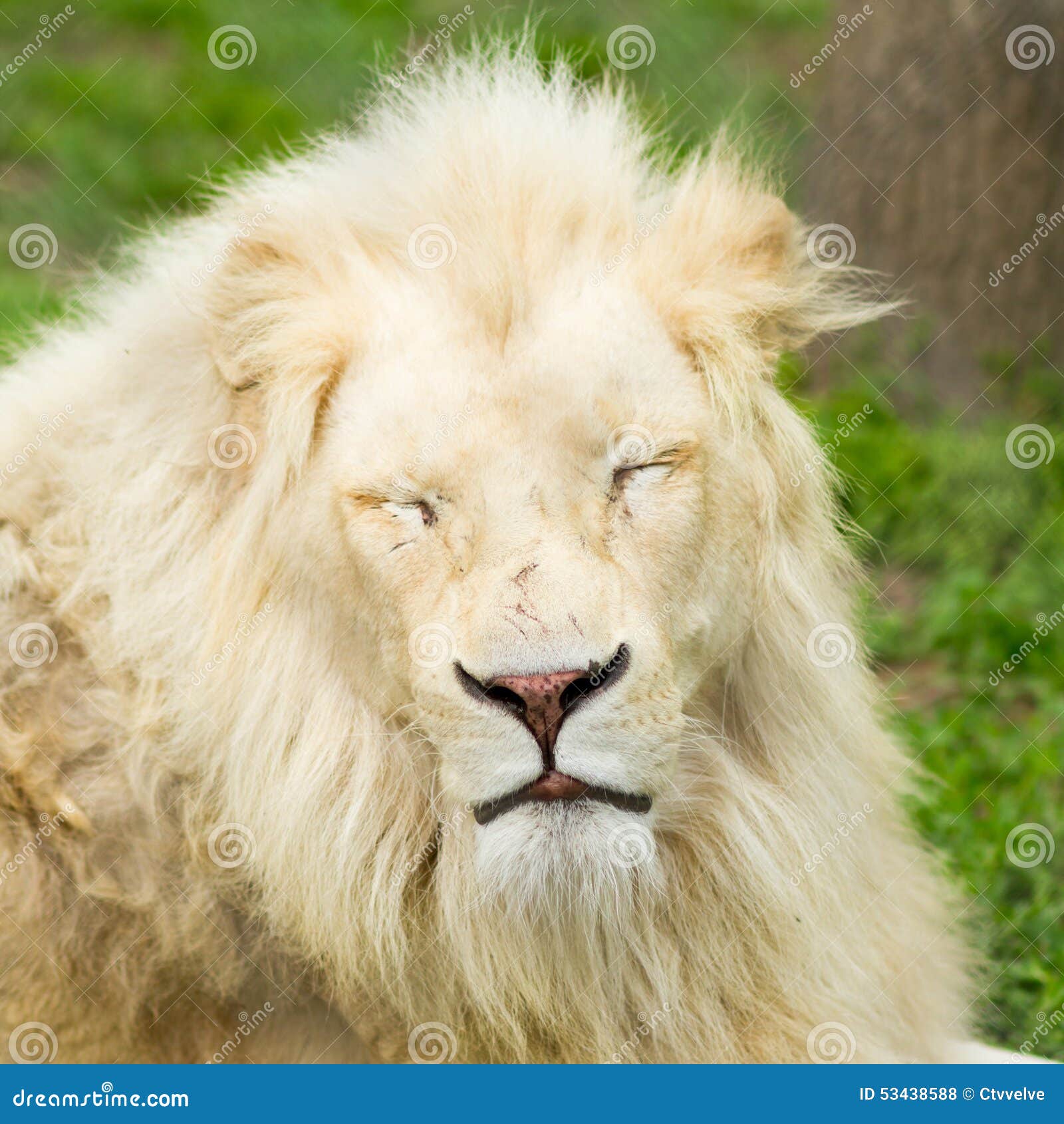 Lion profile portrait stock photo. Image of face, beast - 53438588