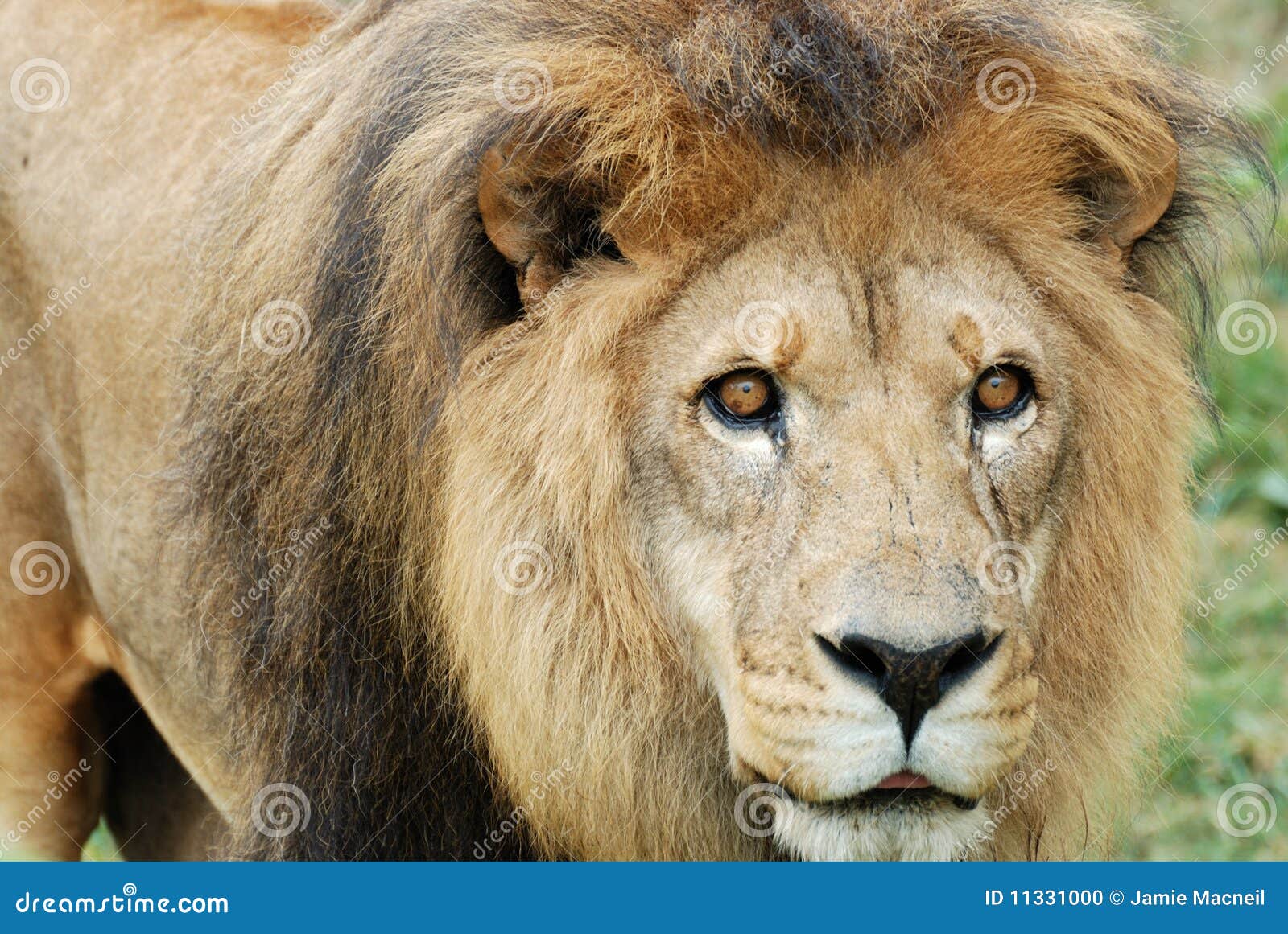 Lion on the Prowl stock photo. Image of male, animal - 11331000