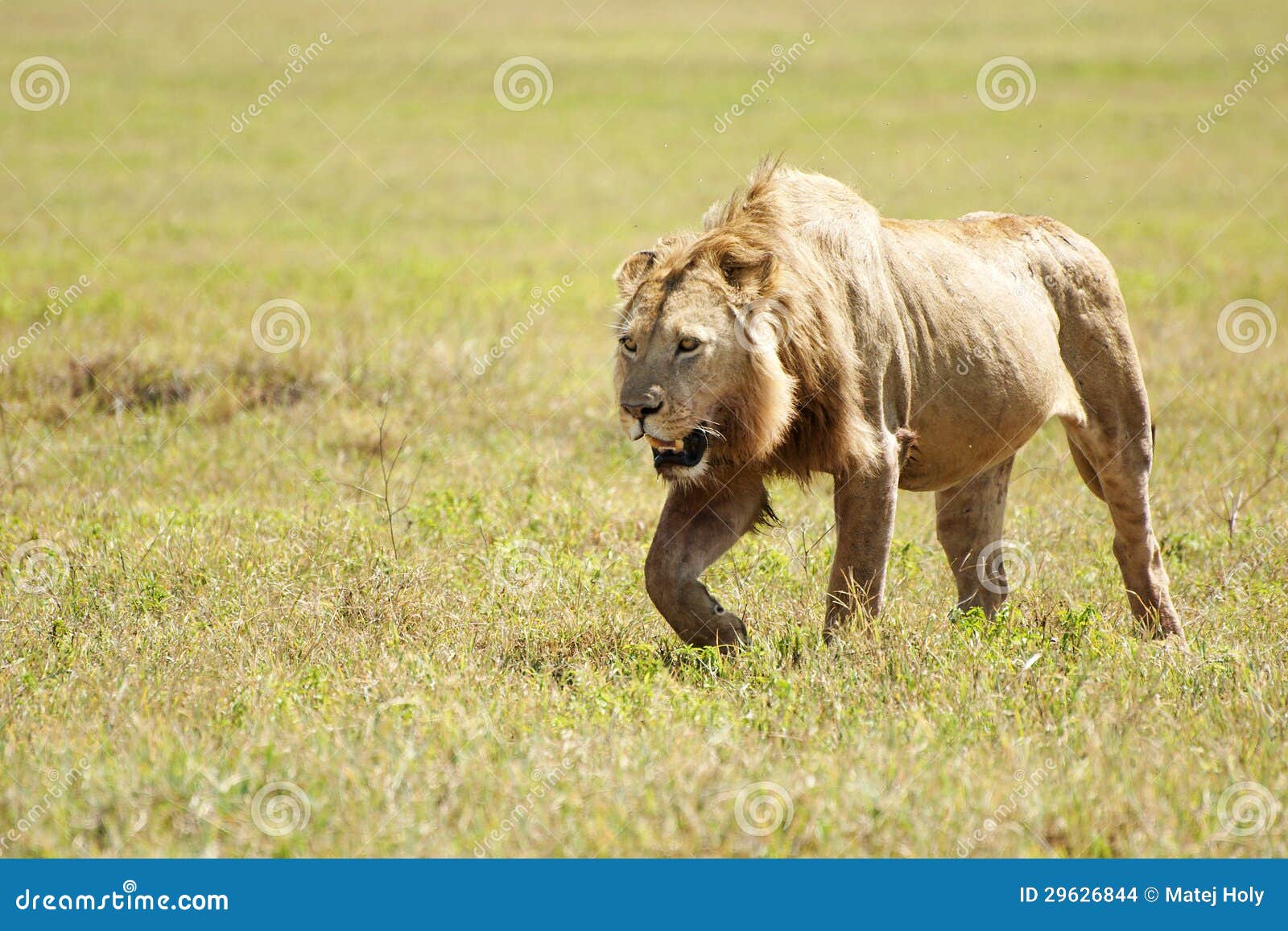 Lion prowling savannah stock photo. Image of crater, africa - 29626844