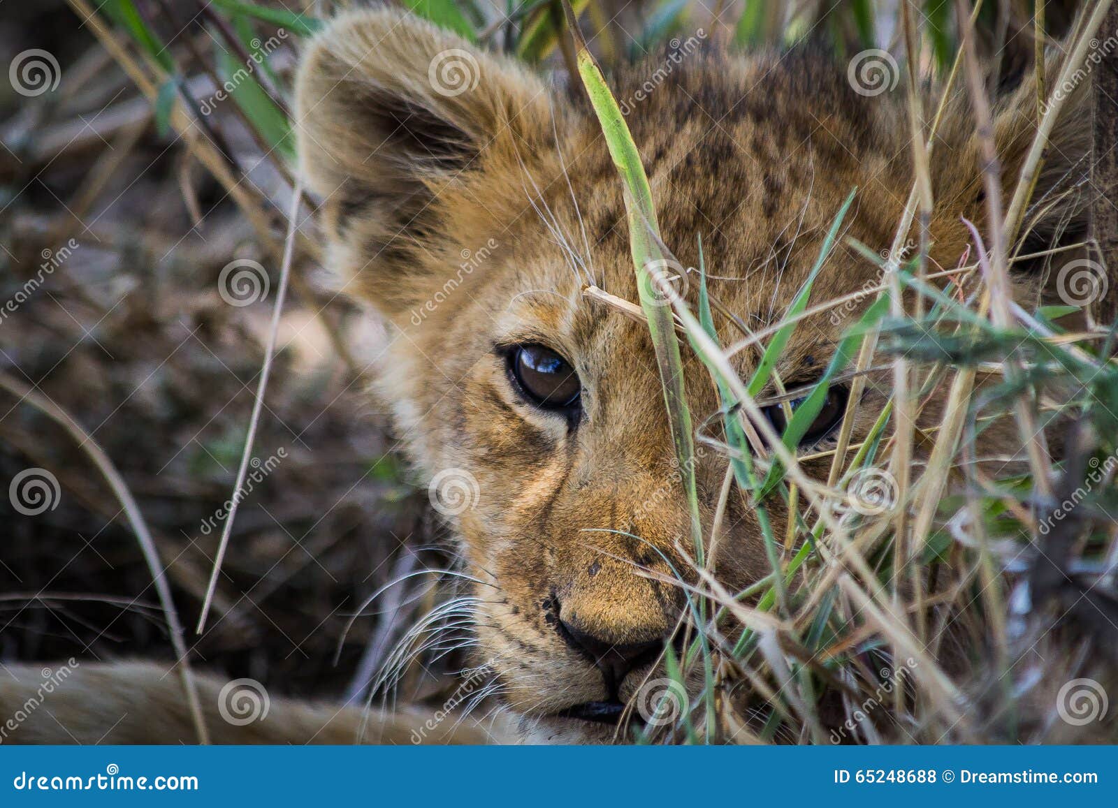 Lion Puppy arkivfoto. Bild av afrika, bifokal, tafsa - 65248688