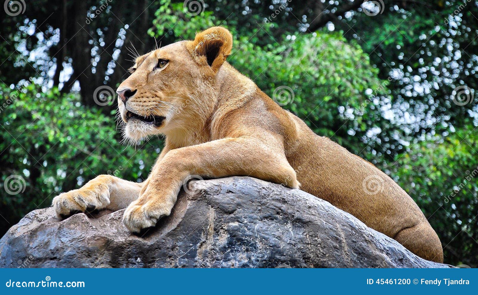 Lion Queen editorial image. Image of animal, rock, wild - 45461200