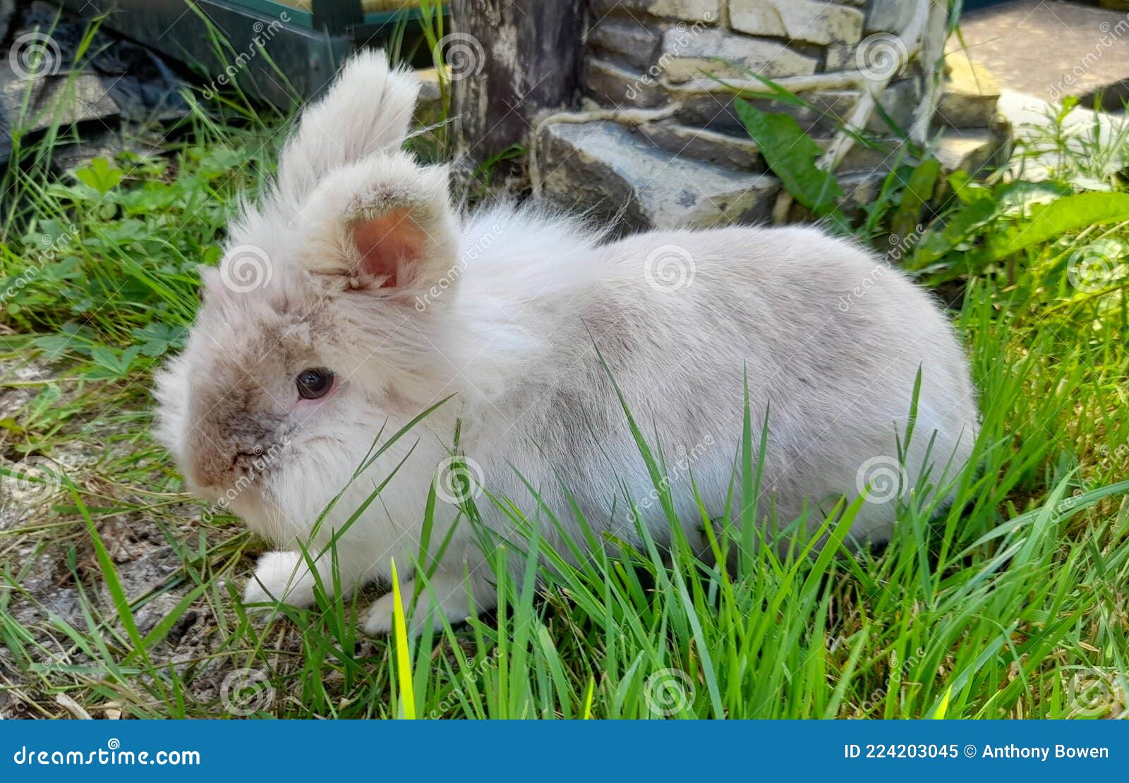 The Lion Rabbit stock image. Image of animal, bunny - 224203045