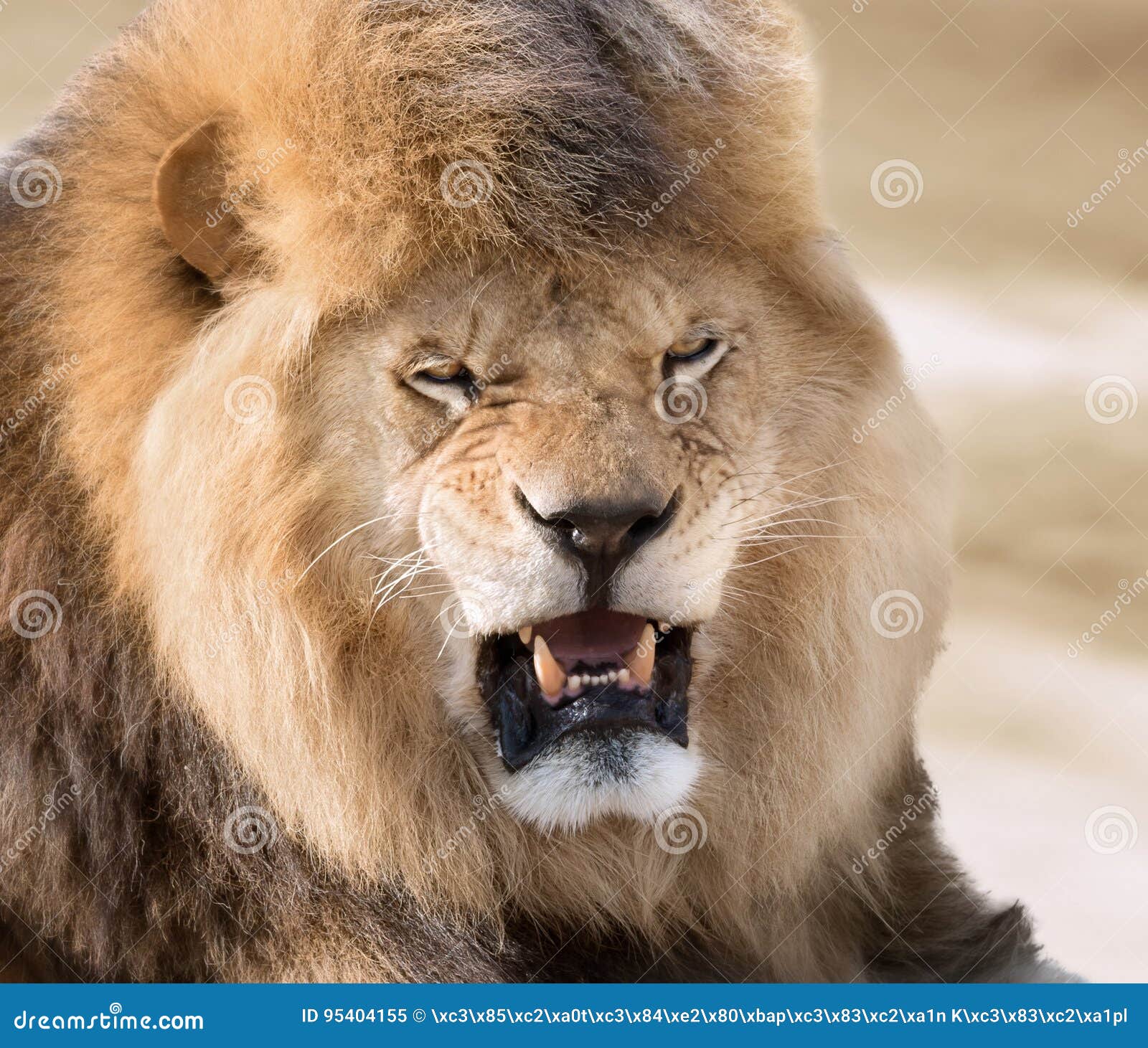 Lion rage stock image. Image of aggression, ferocious - 95404155