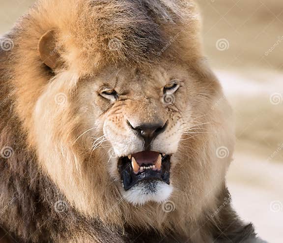 Lion rage stock image. Image of aggression, ferocious - 95404155