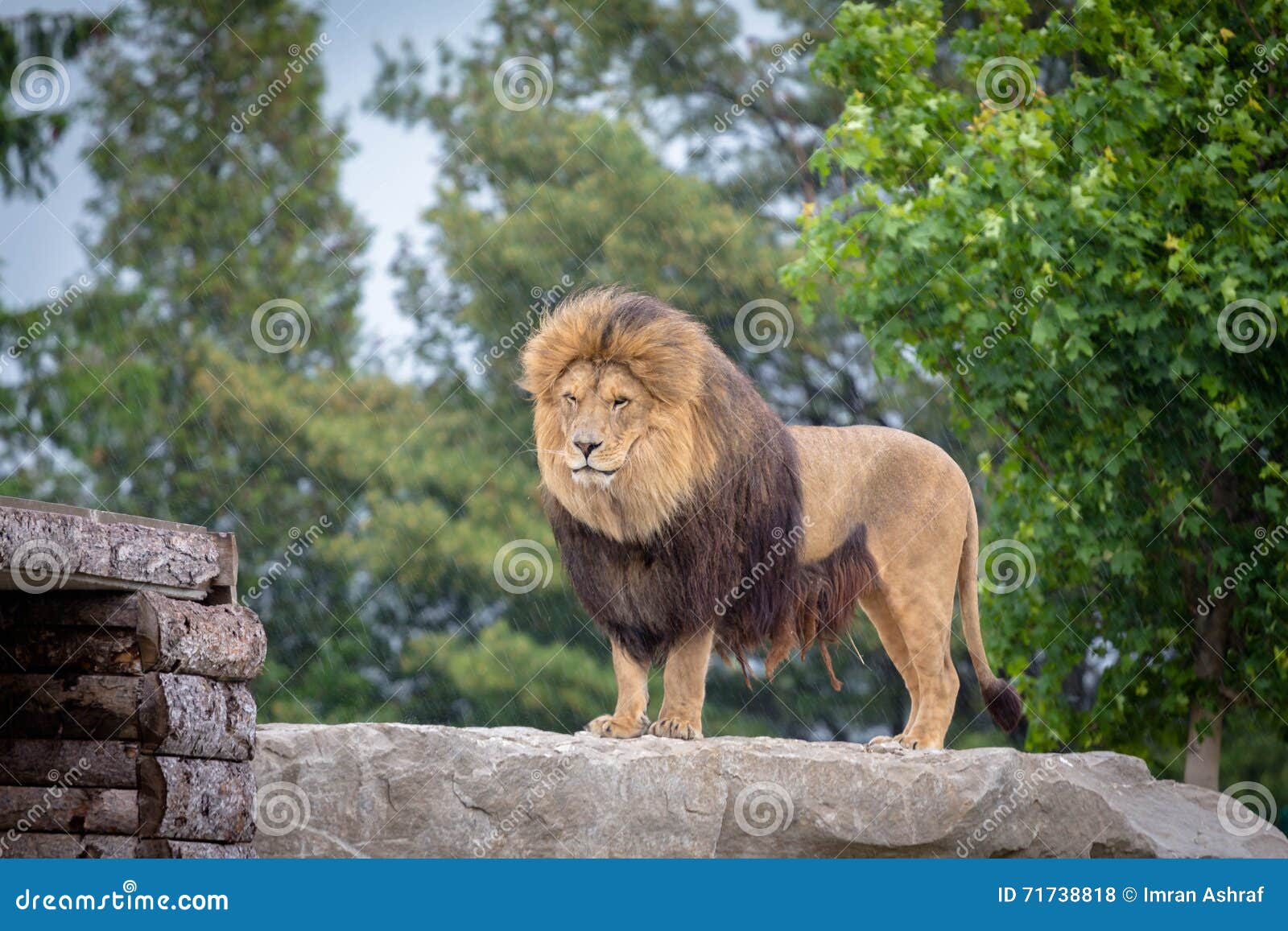 Lion in Rain stock photo. Image of lion, beautiful, wildlife - 71738818