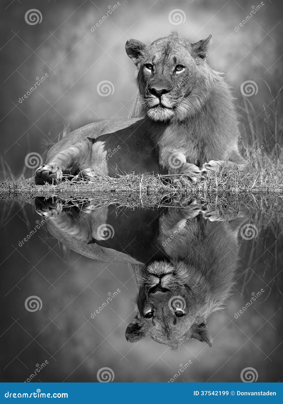 Lion with reflection stock image. Image of trunk, wild - 37542199
