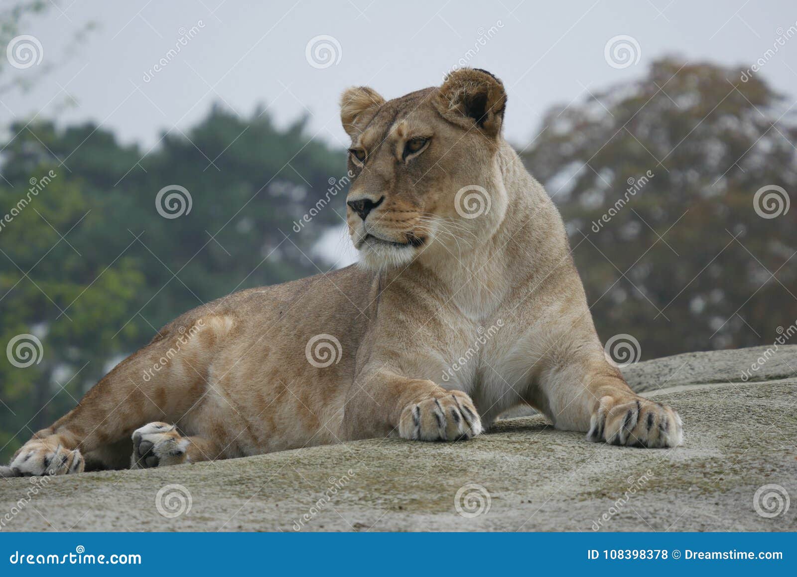 Lion relax stock photo. Image of wildnnature, wildlife - 108398378