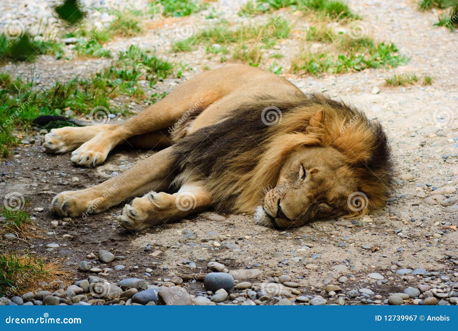 Lion relaxing stock image. Image of fence, resting, organism - 12739967
