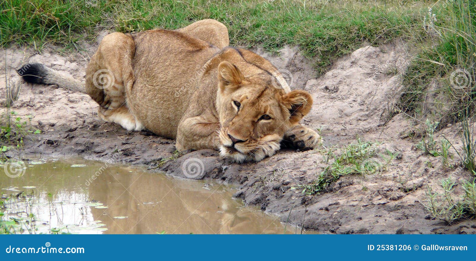 Lion Relaxing stock photo. Image of safari, lion, south - 25381206