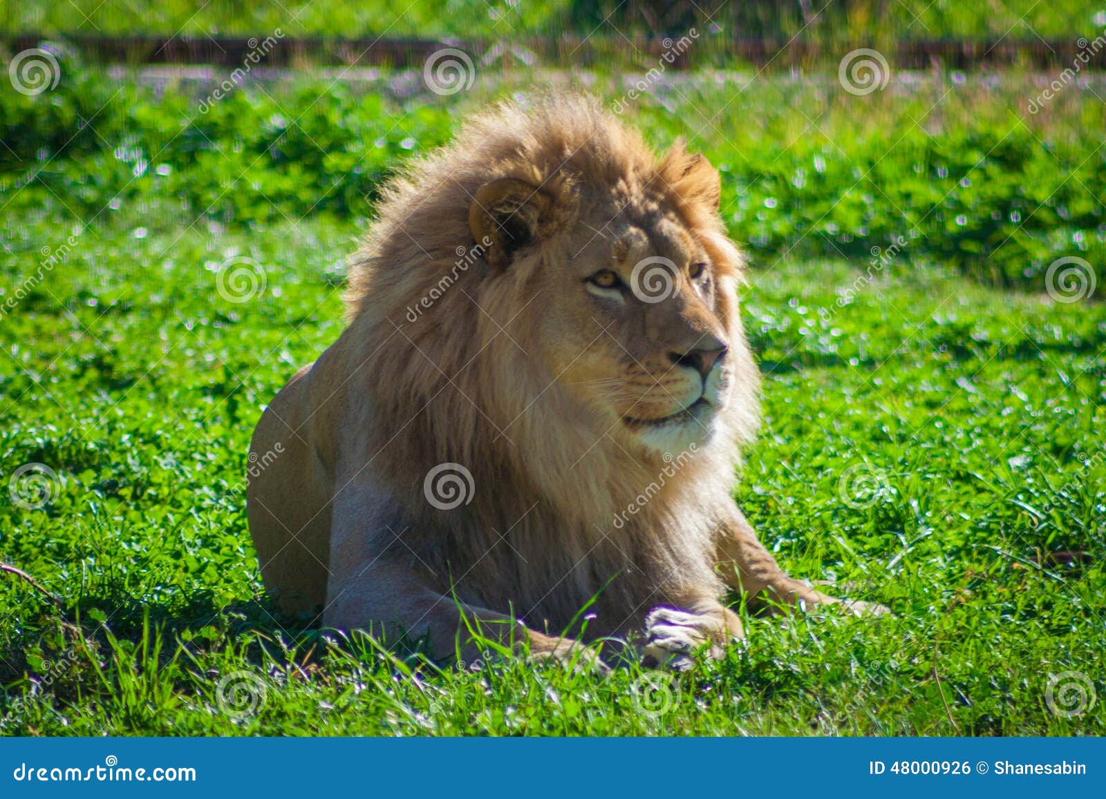 Lion Relaxing stock photo. Image of mammal, lion, mane - 48000926