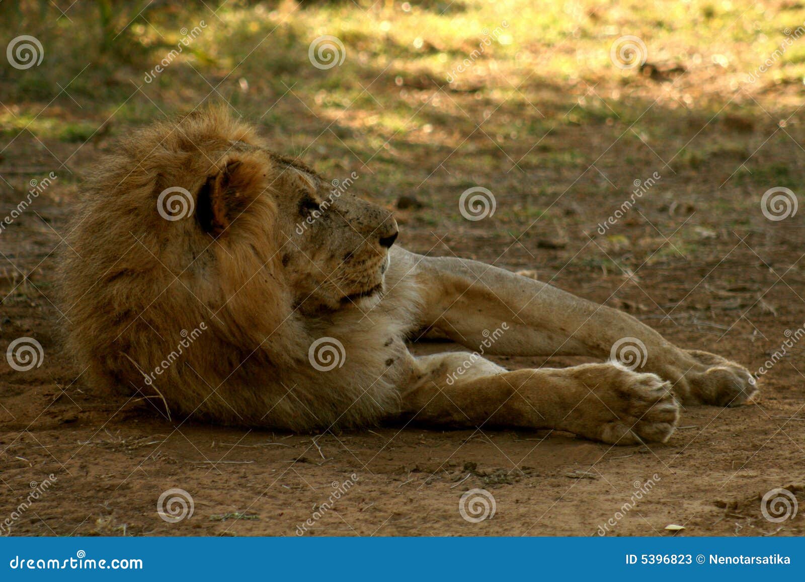 Lion Relaxing in the Shade stock image. Image of animal - 5396823