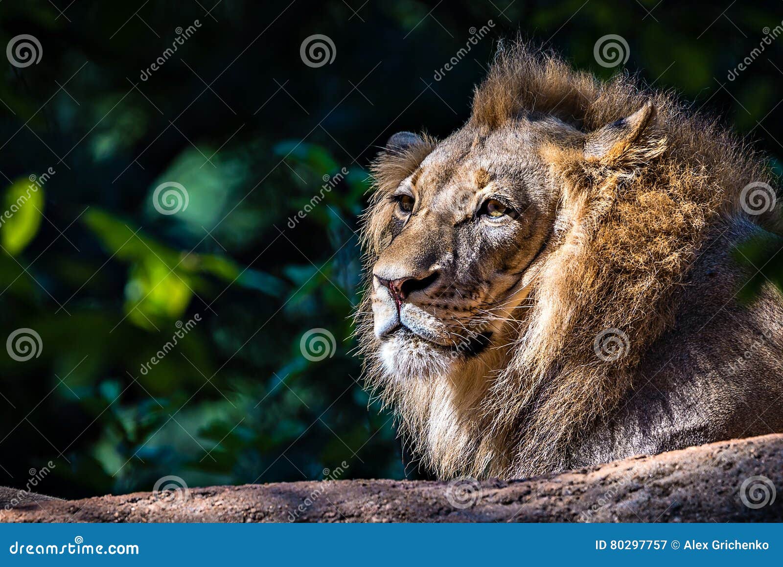Lion relaxing in the sun stock image. Image of mane, anymal - 80297757
