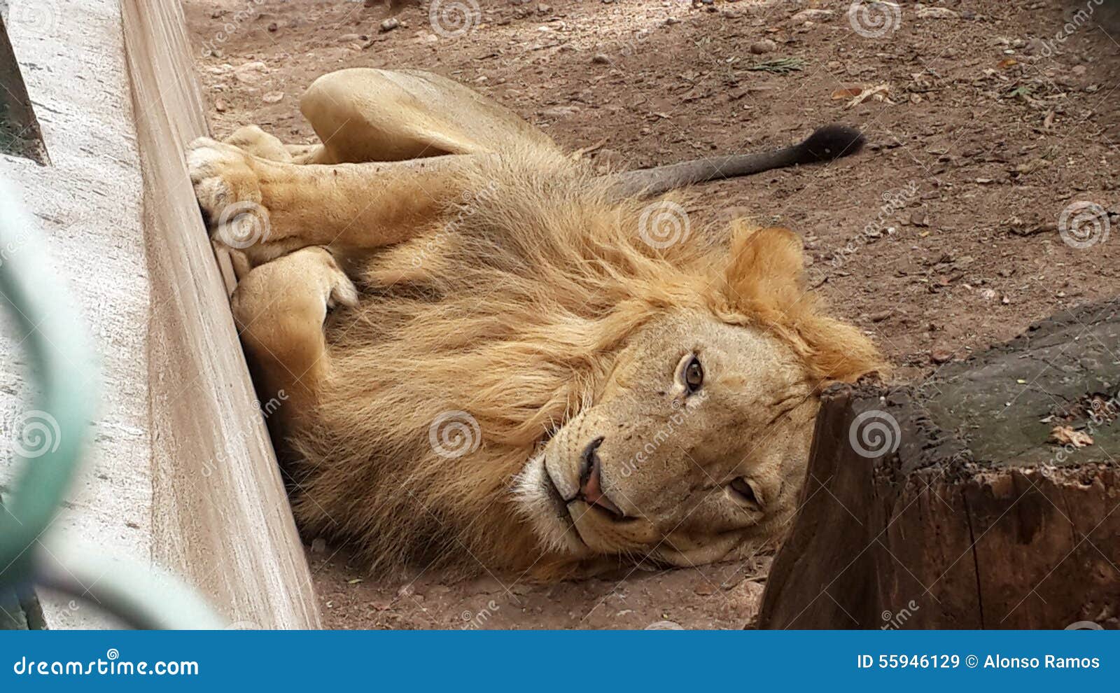 Lion Relaxing during a Sunny Day Stock Image - Image of sleeping, huge ...