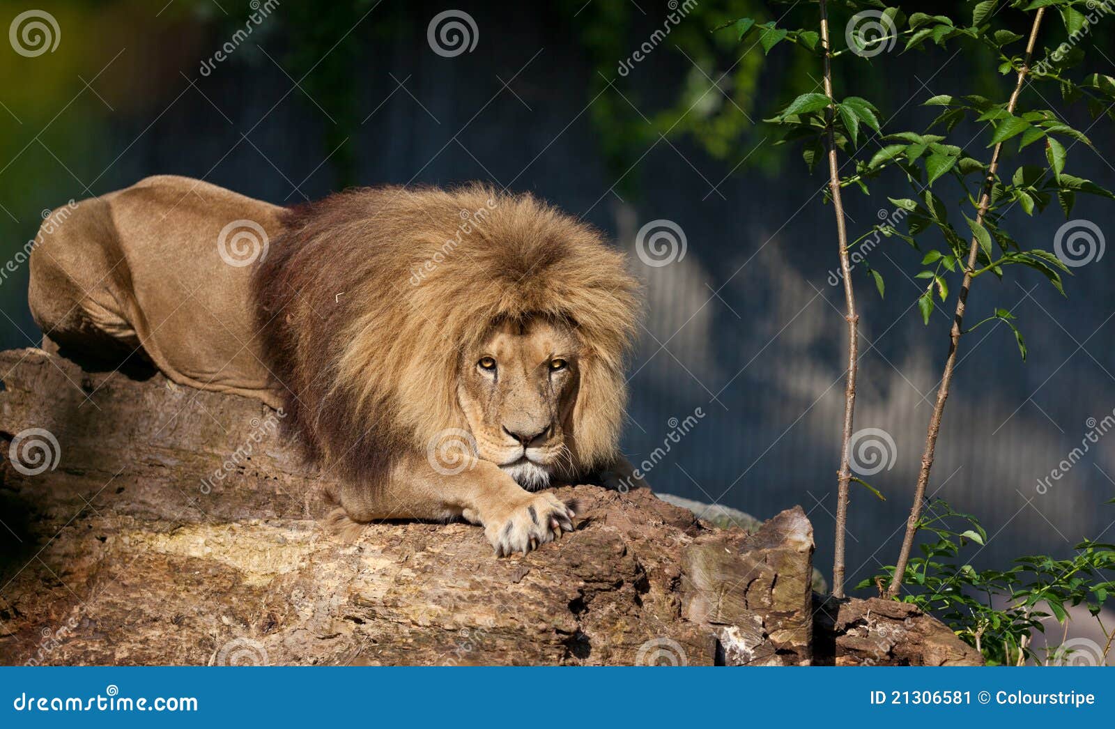 Lion relaxing in zoo stock image. Image of jungle, beauty - 21306581