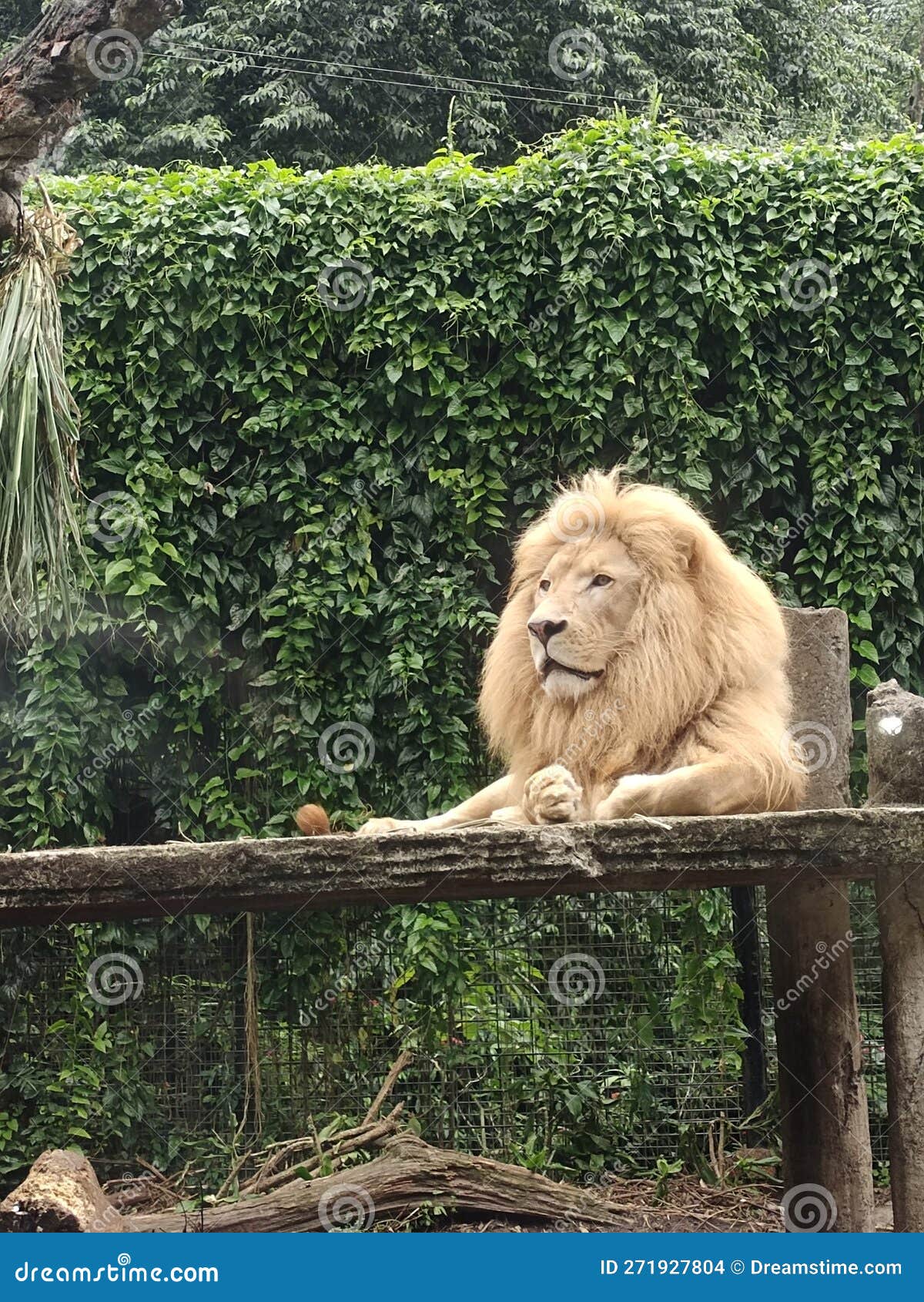 Lion relaxing at the zoo stock photo. Image of animal - 271927804