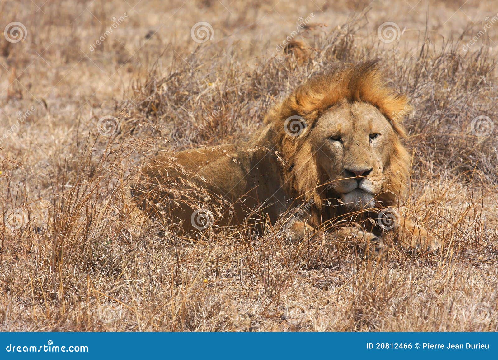Lion at rest stock photo. Image of national, africa, animal - 20812466