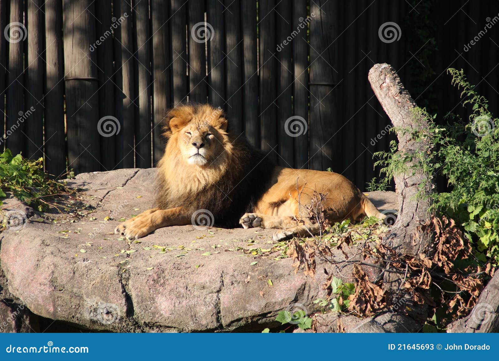 Lion at rest stock image. Image of safari, mammal, mane - 21645693