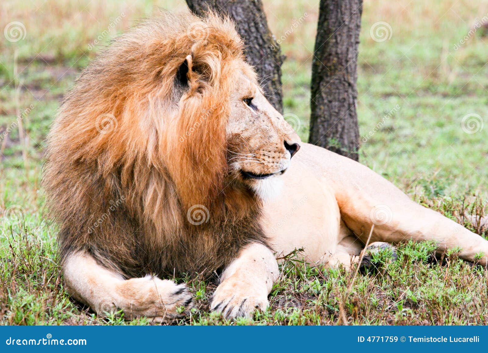 Lion At Rest Picture. Image: 4771759