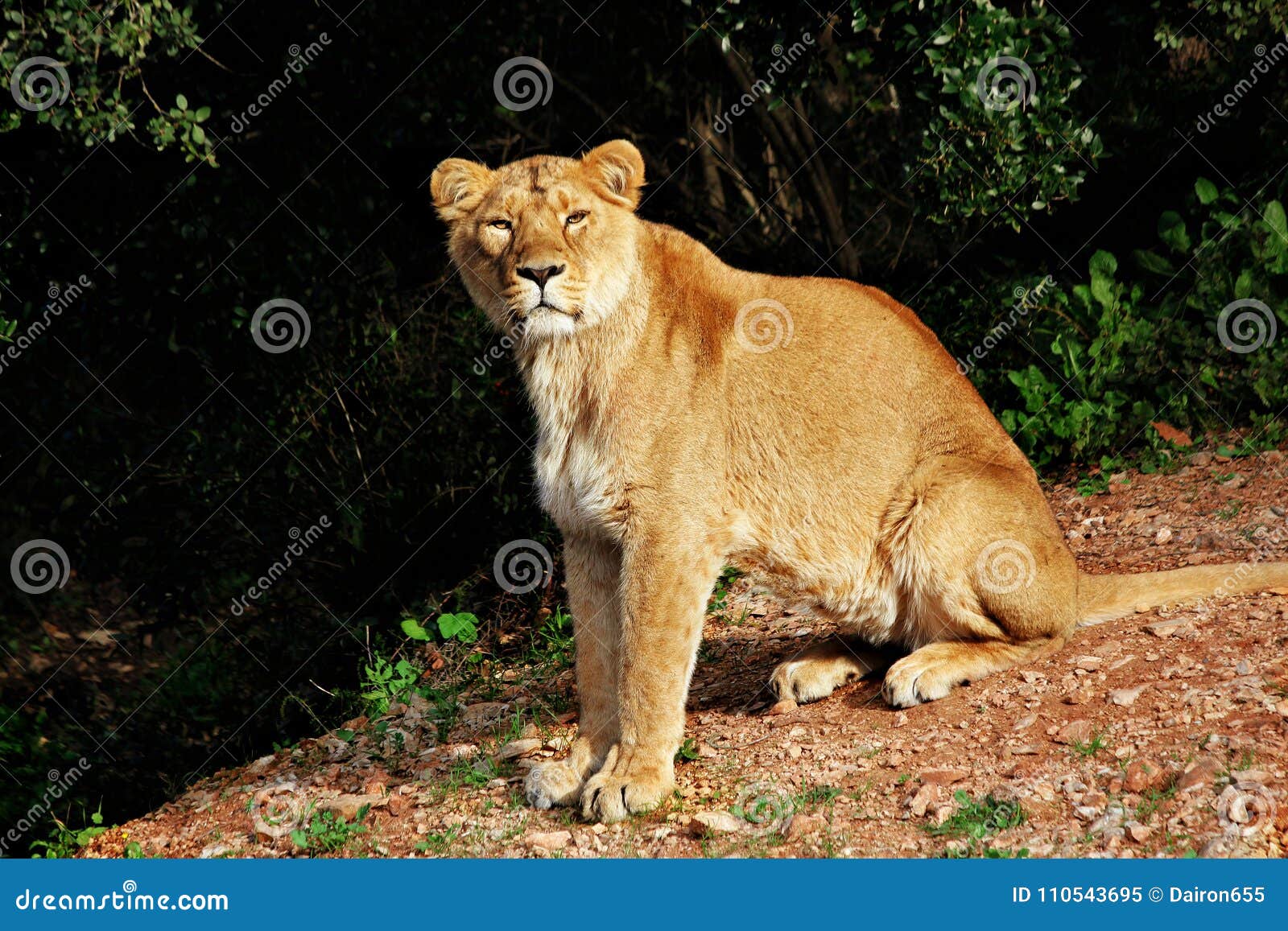 Lioness Front of the Forest Stock Image - Image of green, lying: 110543695