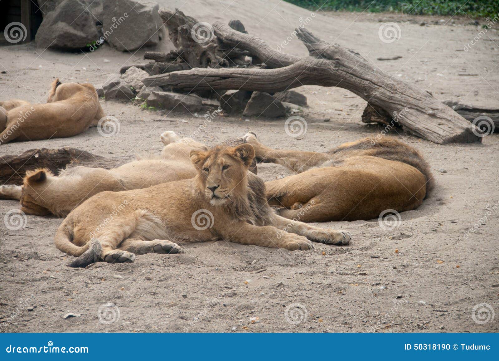 Lion at rest stock photo. Image of carnivore, bali, selective - 50318190