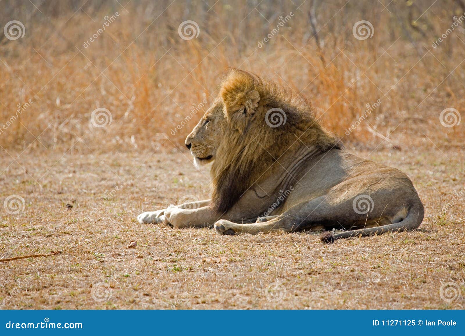 Lion resting stock image. Image of africa, wild, park - 11271125