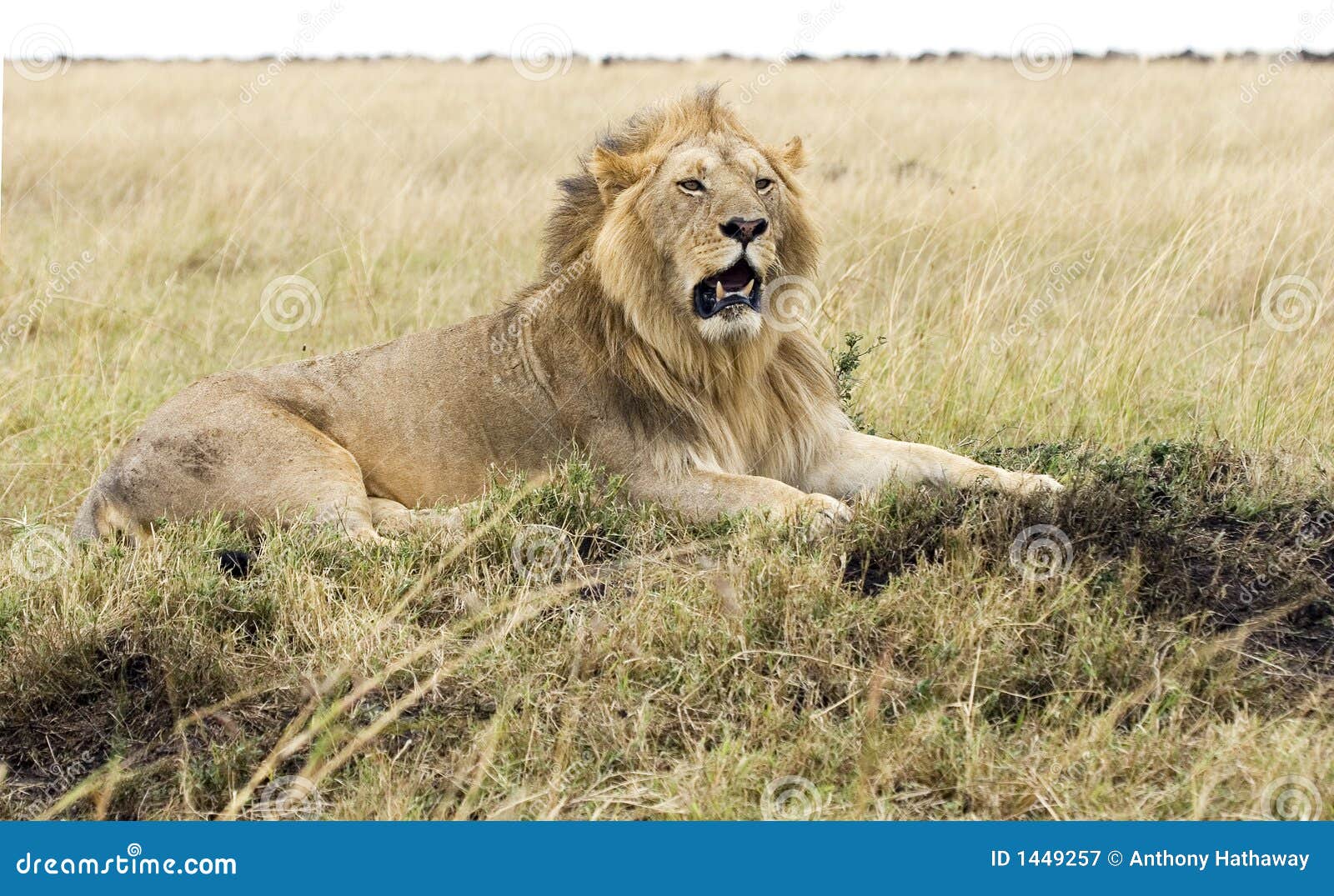 Lion Resting stock image. Image of lion, panthera, masai - 1449257