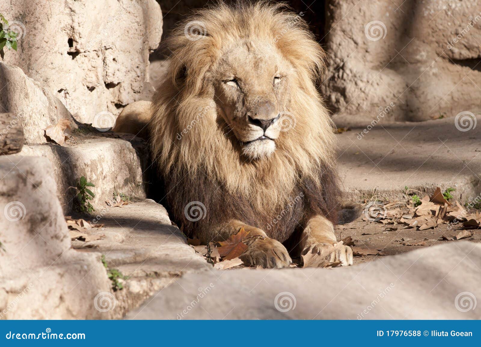 Lion resting stock photo. Image of nature, mammal, wild - 17976588