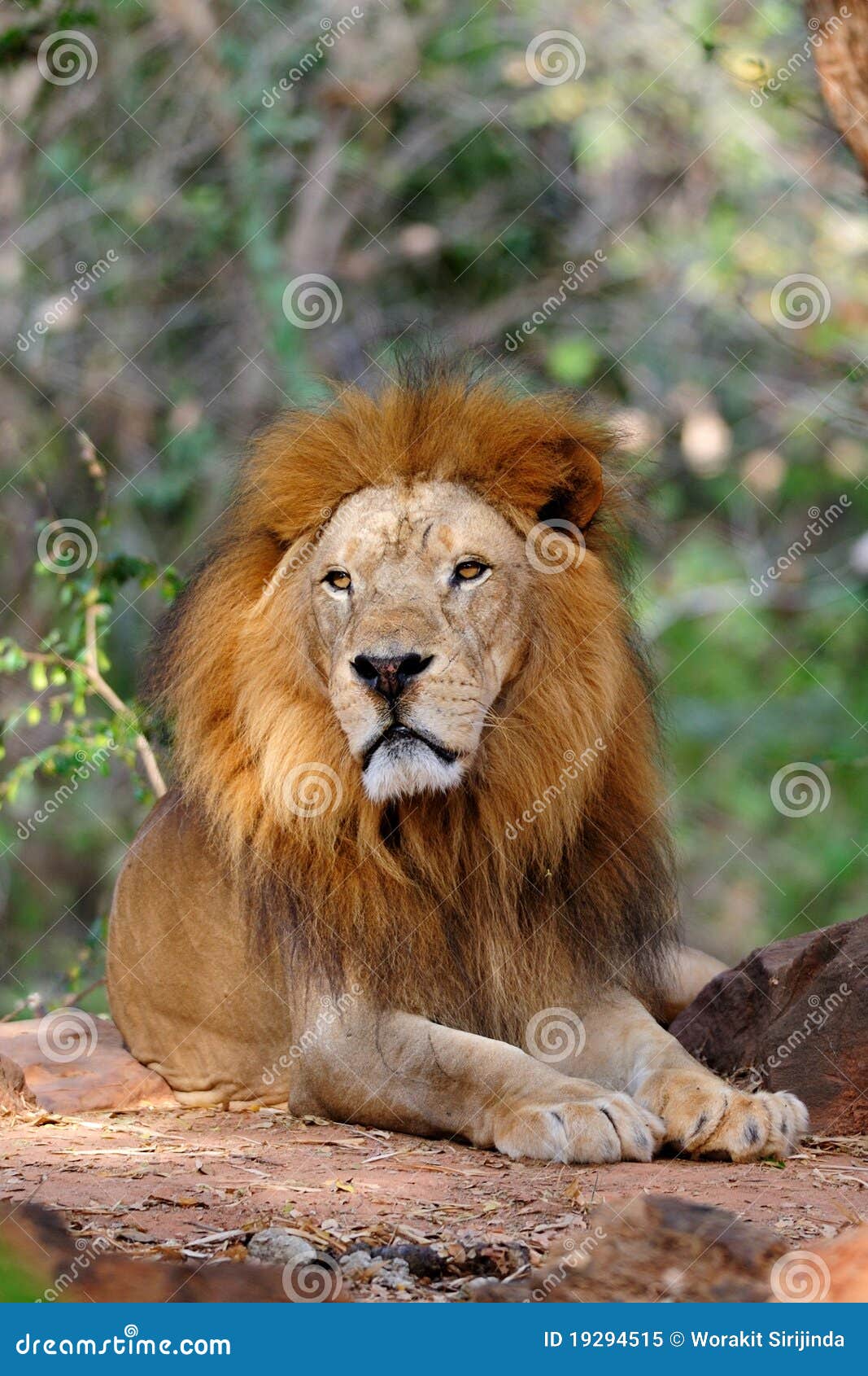 Lion resting stock image. Image of female, african, isolated - 19294515