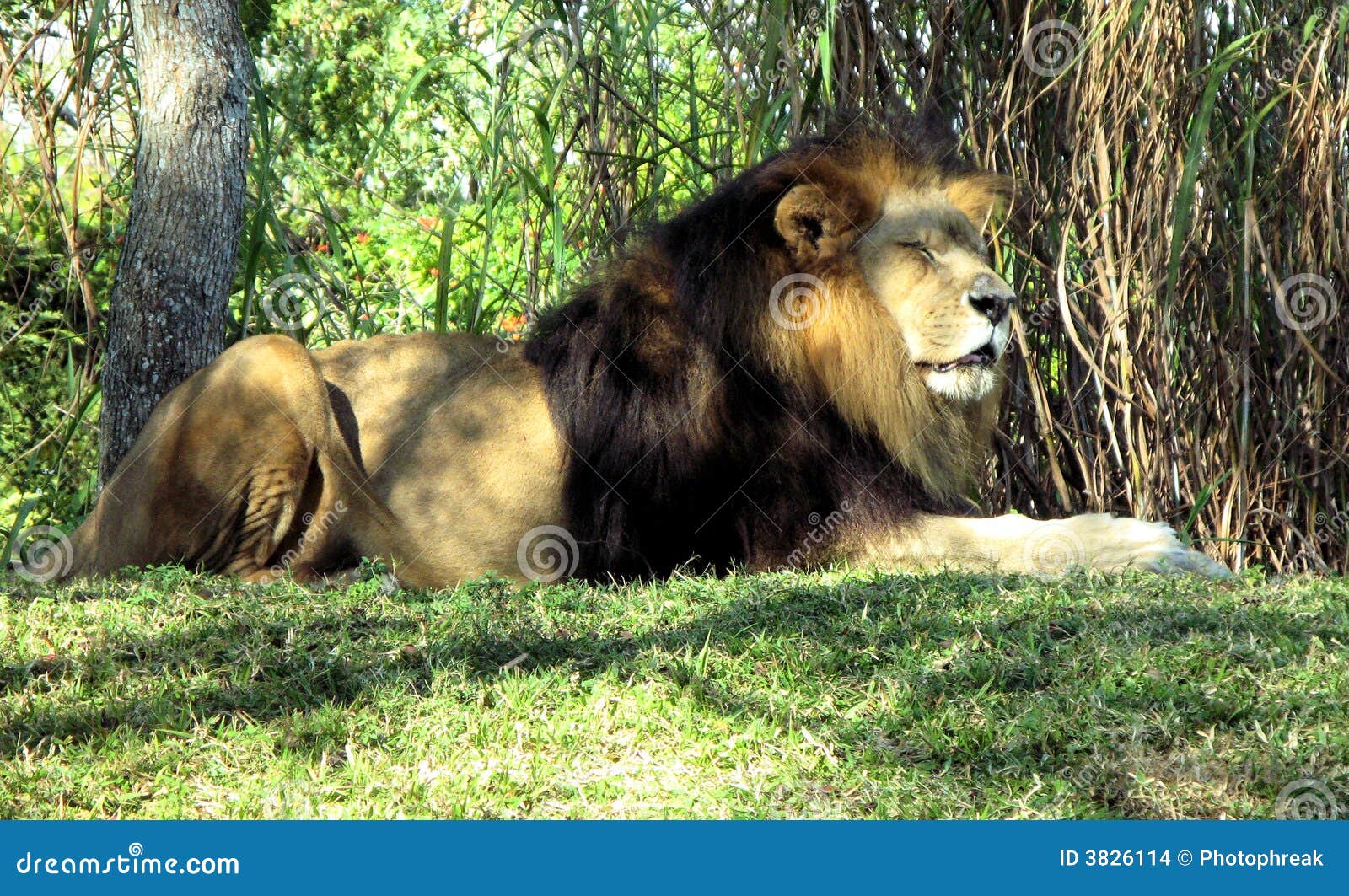 Lion resting stock photo. Image of conservation, lying - 3826114