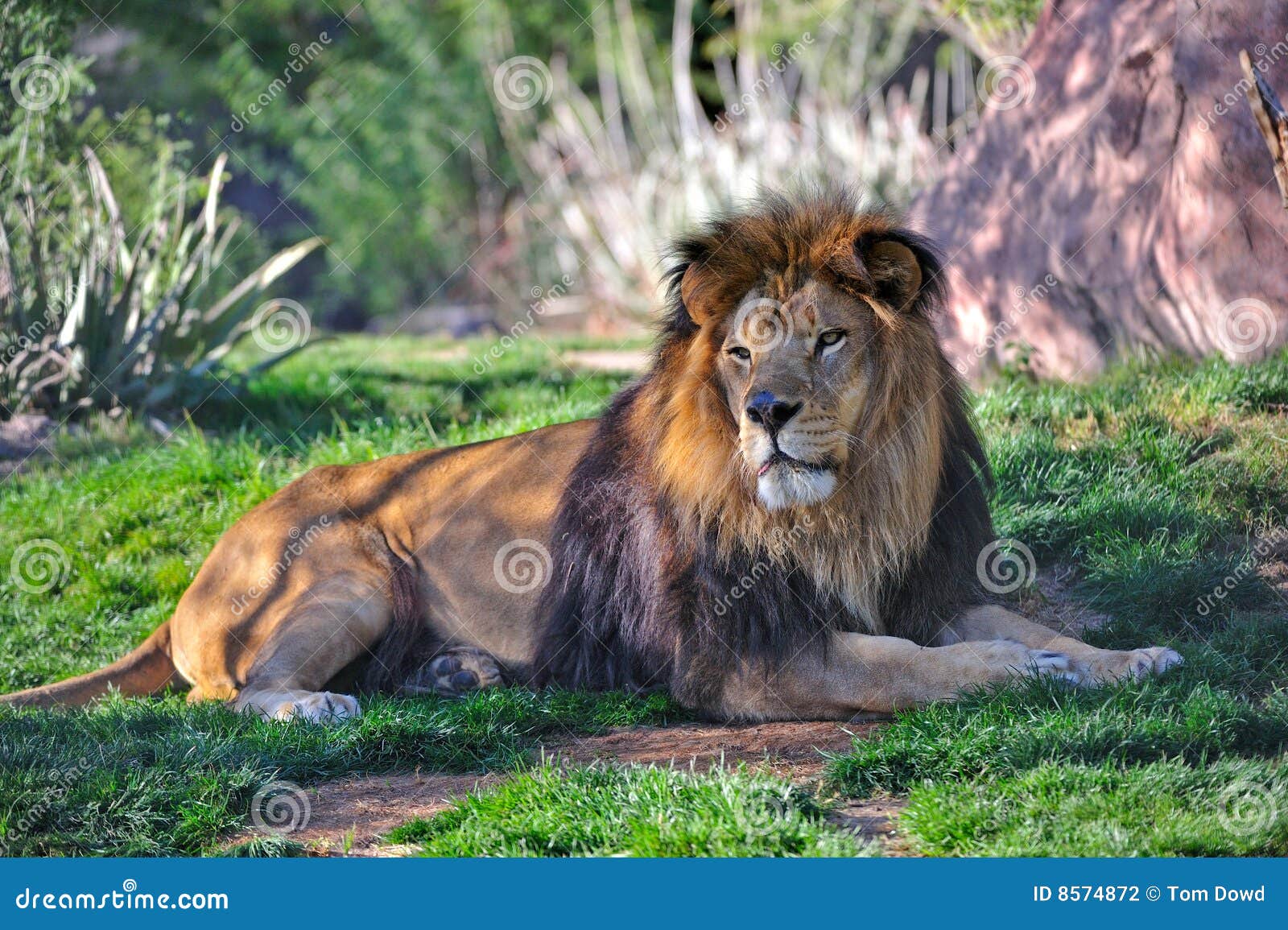 Lion Resting Stock Photography - Image: 8574872