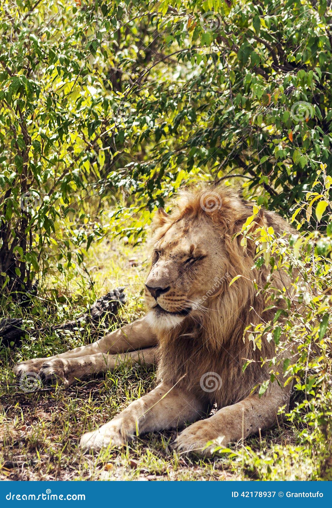 Lion resting stock image. Image of expressive, defy, background - 42178937