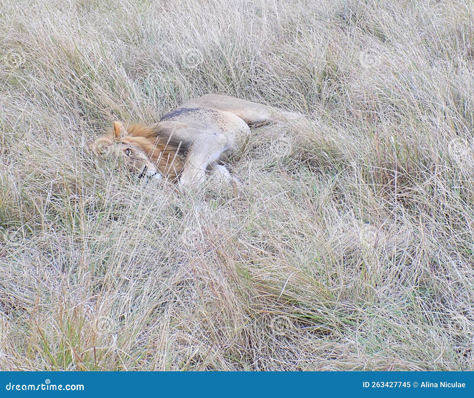 Lion resting after eating stock image. Image of squirrel - 263427745