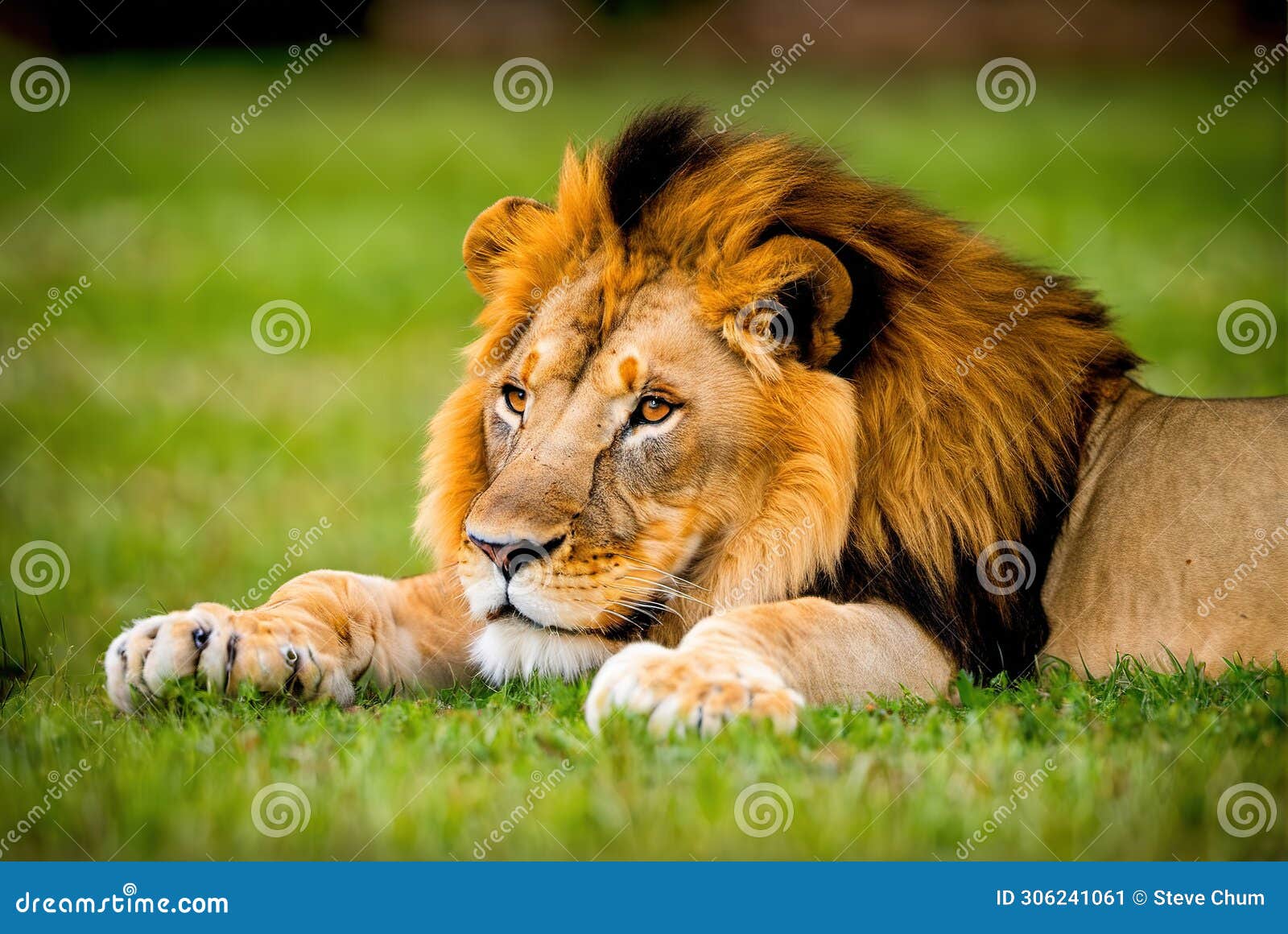 A Lion Resting on the Grassland Stock Illustration - Illustration of ...